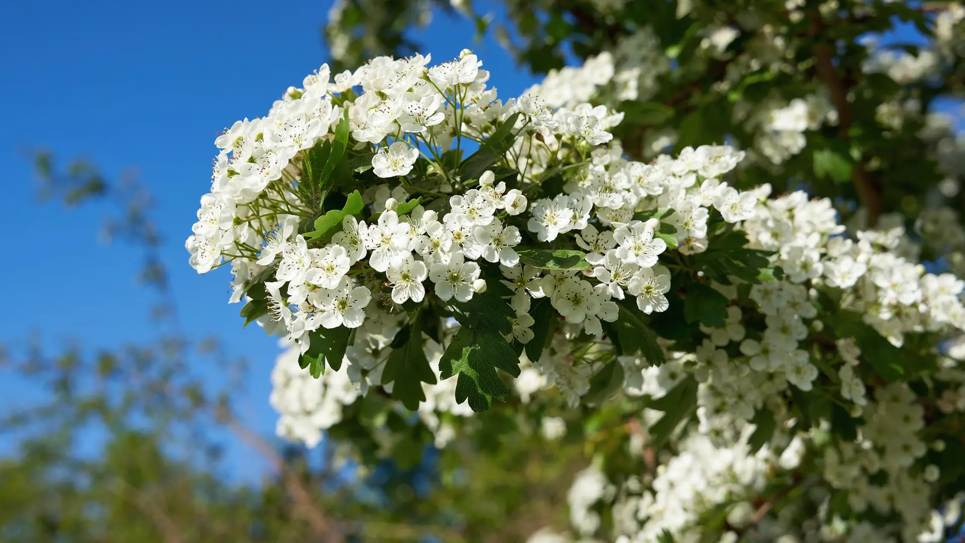 Strauch Dornen Weisse Bluten