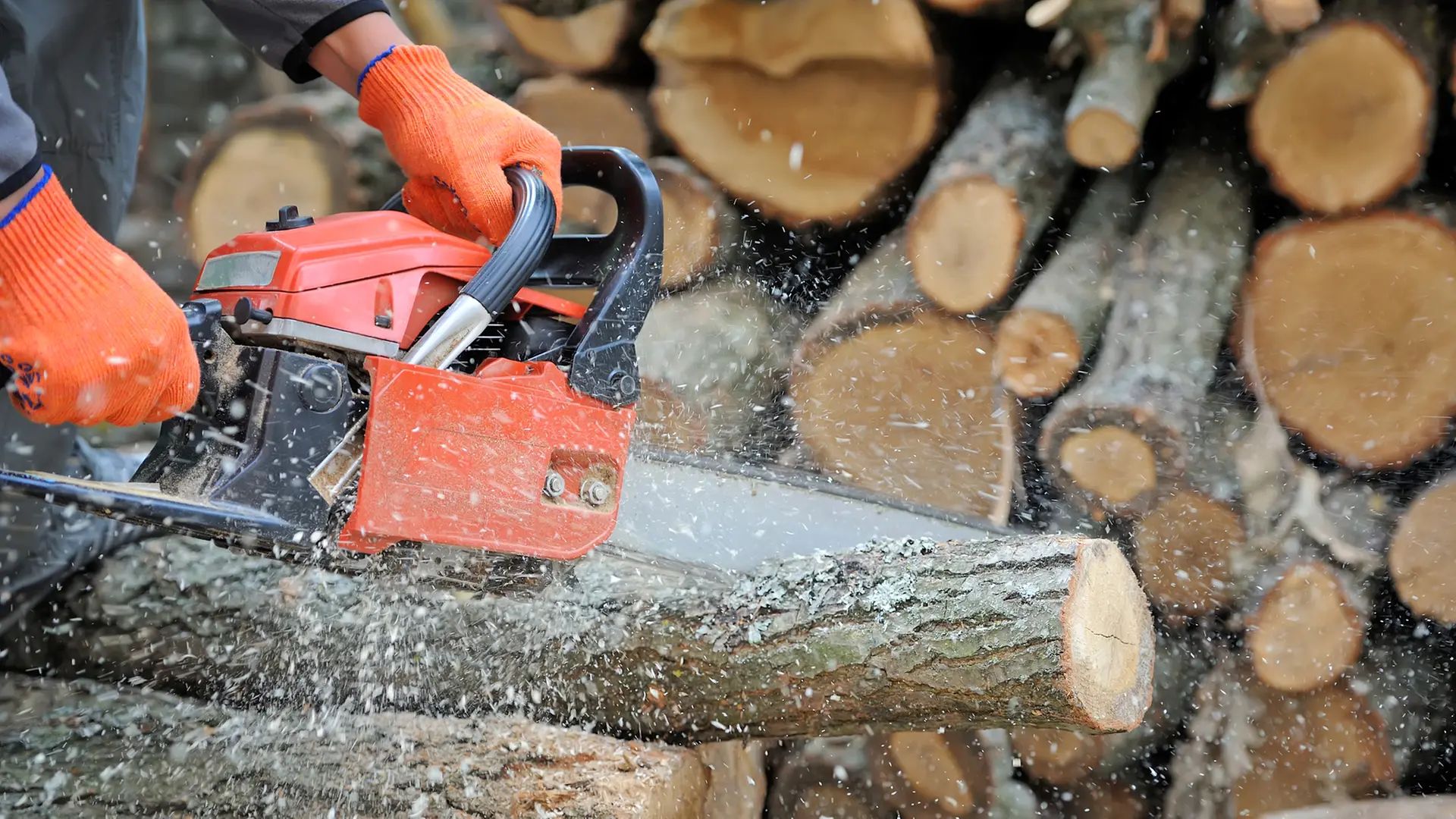 Kettensägenkünstler aus Niedersachsen | ndr.de