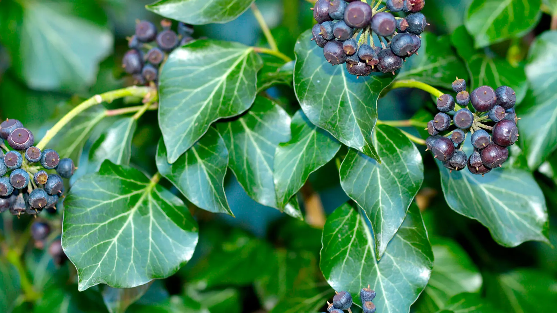 Efeu: Giftig, aber auch wirksam als Hustensaft und im Garten | ndr.de