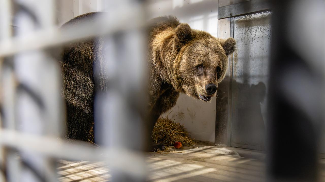 Seksi hikayeler candy is tiny, beautiful and merits a