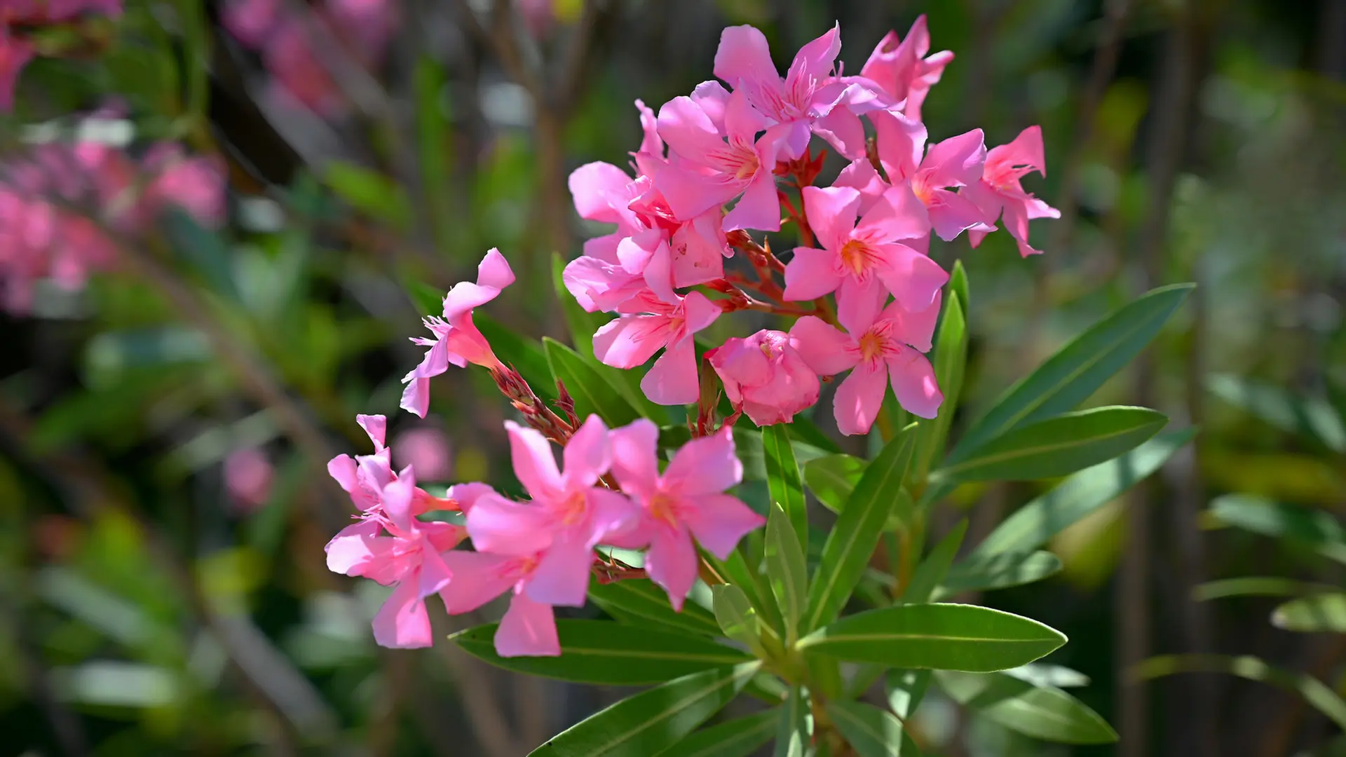Oleander durch Stecklinge vermehren | ndr.de