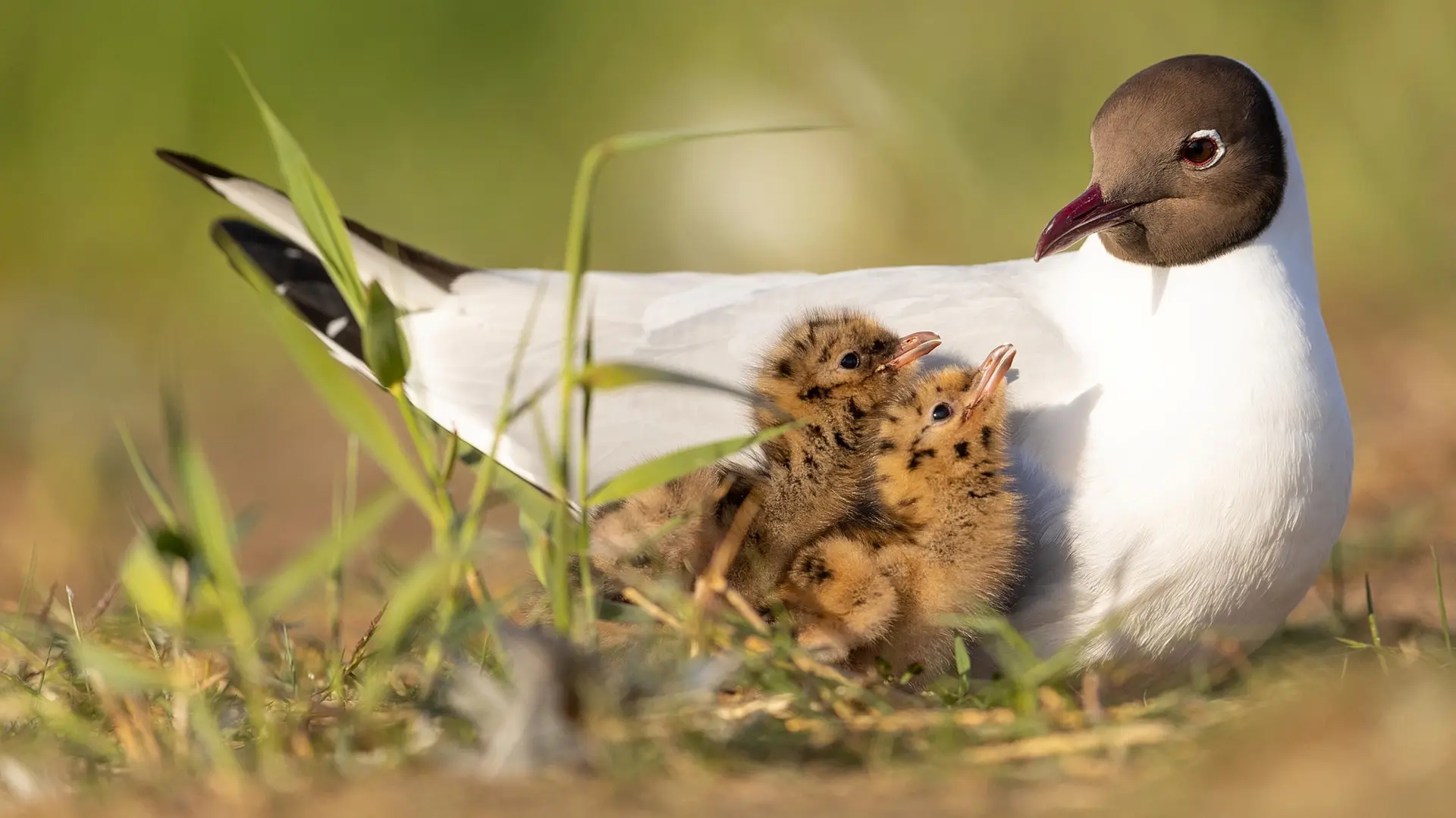 BINGO! - Die Umweltlotterie | ndr.de