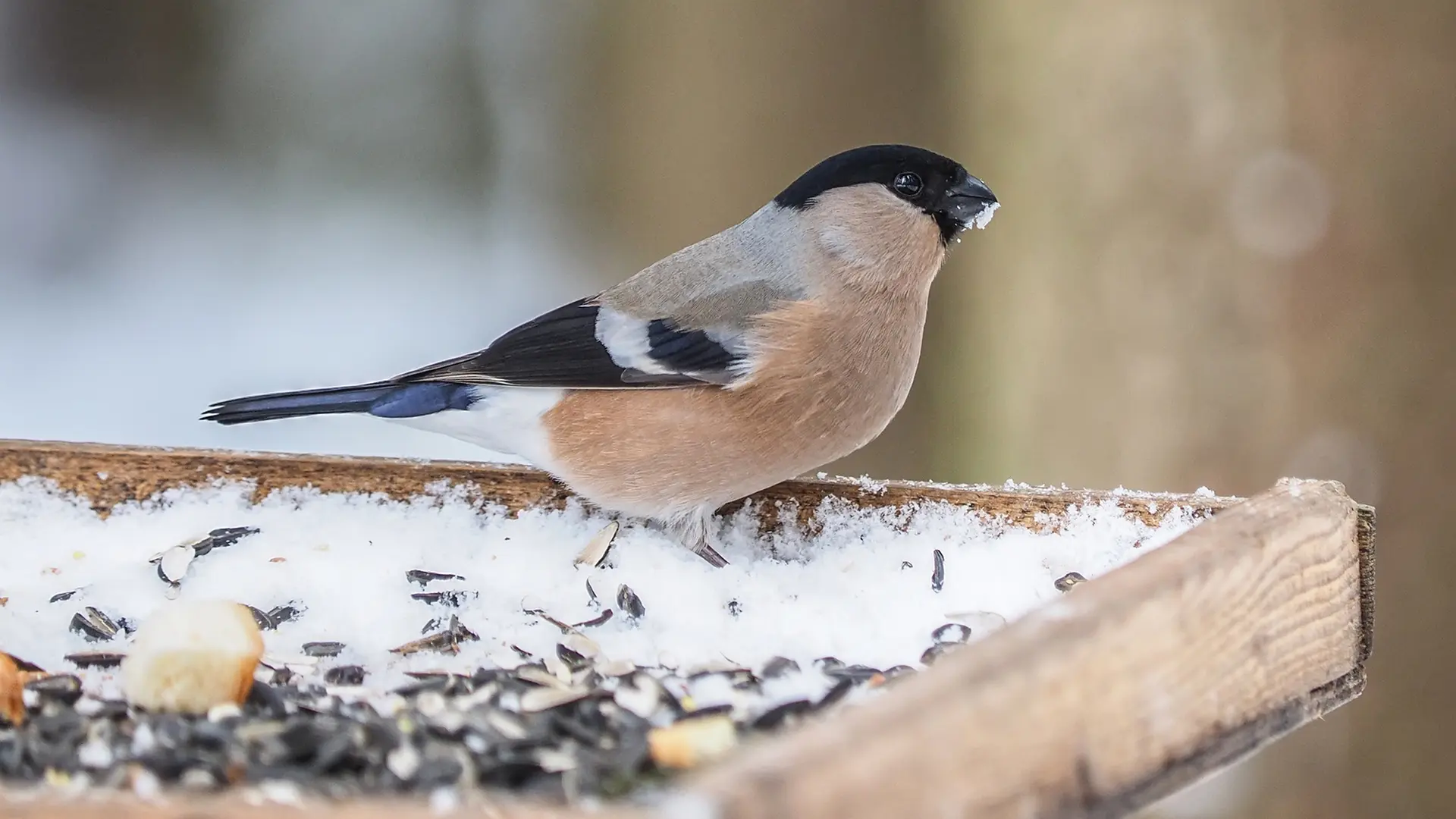 Wintervögel | ndr.de