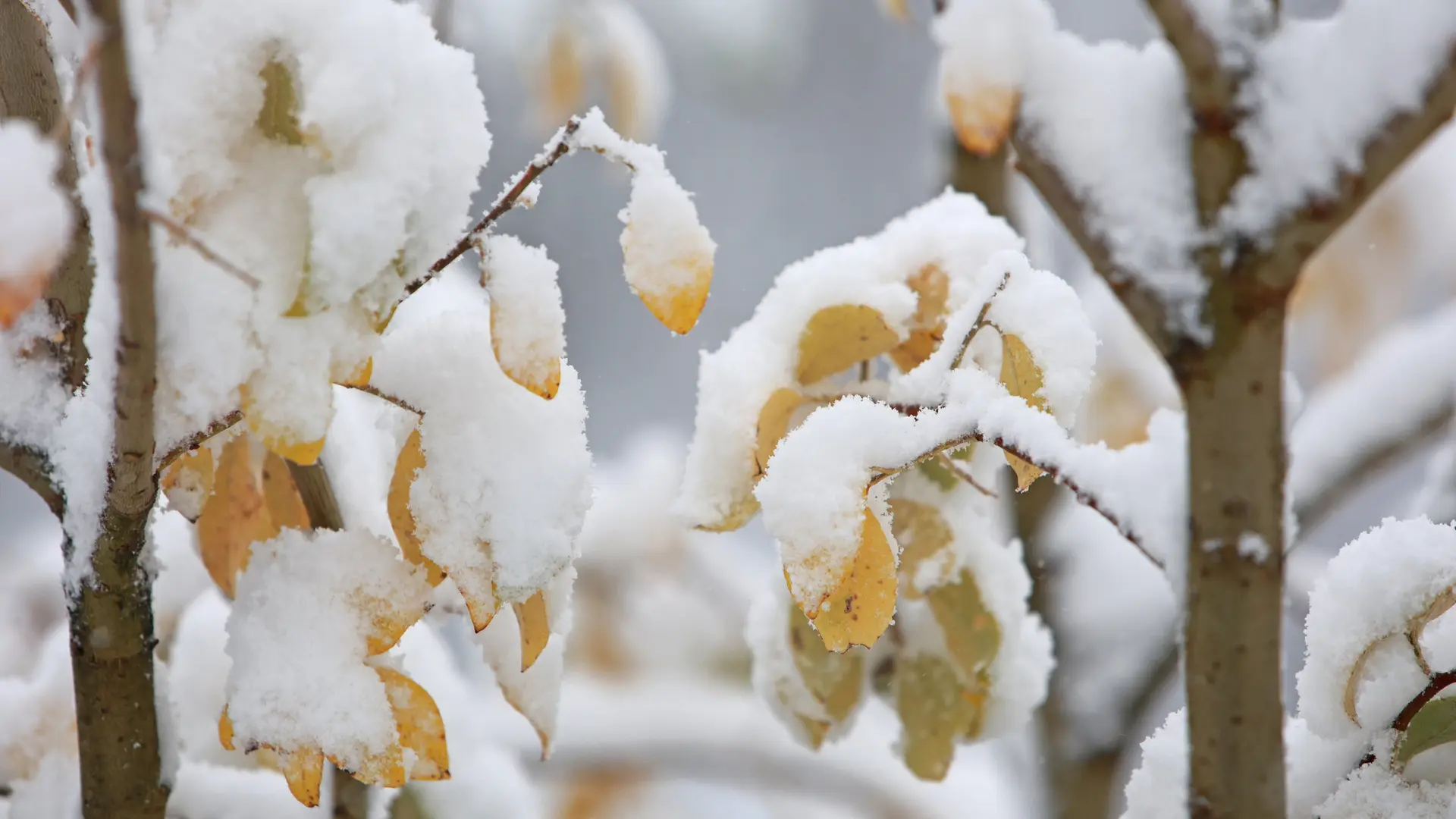 Polarluft sorgt für Schnee und Glätte im Oberharz | ndr.de