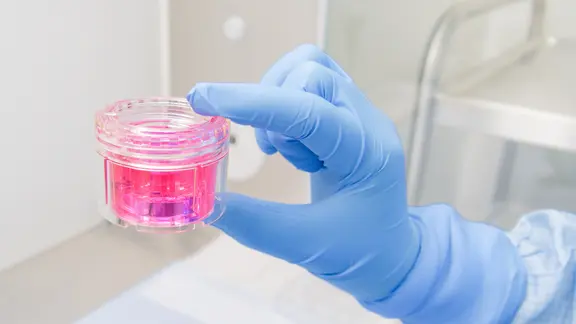 Region Rostock am Sonntag: Spendenlauf, Rassetauben und Konzerte | ndr.de