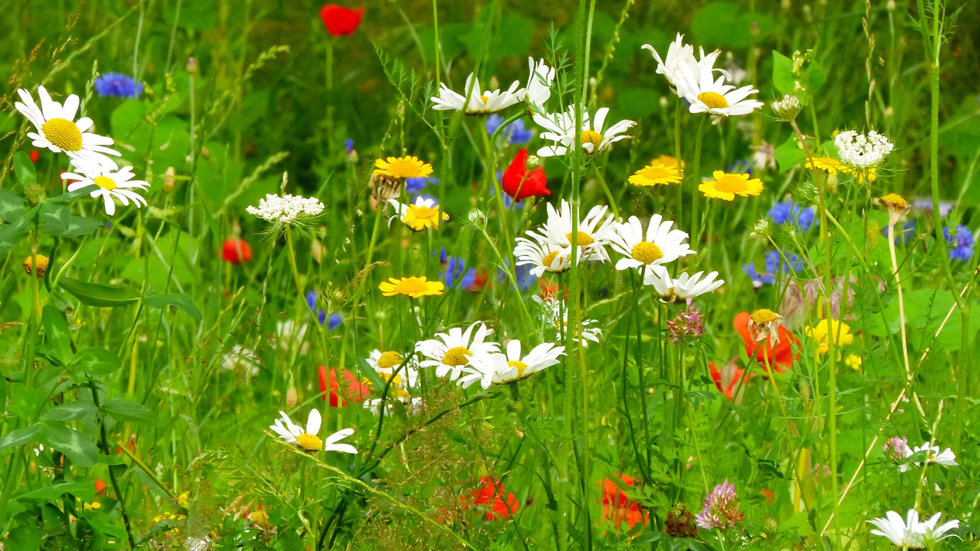 Der Garten von Wangelin | ndr.de