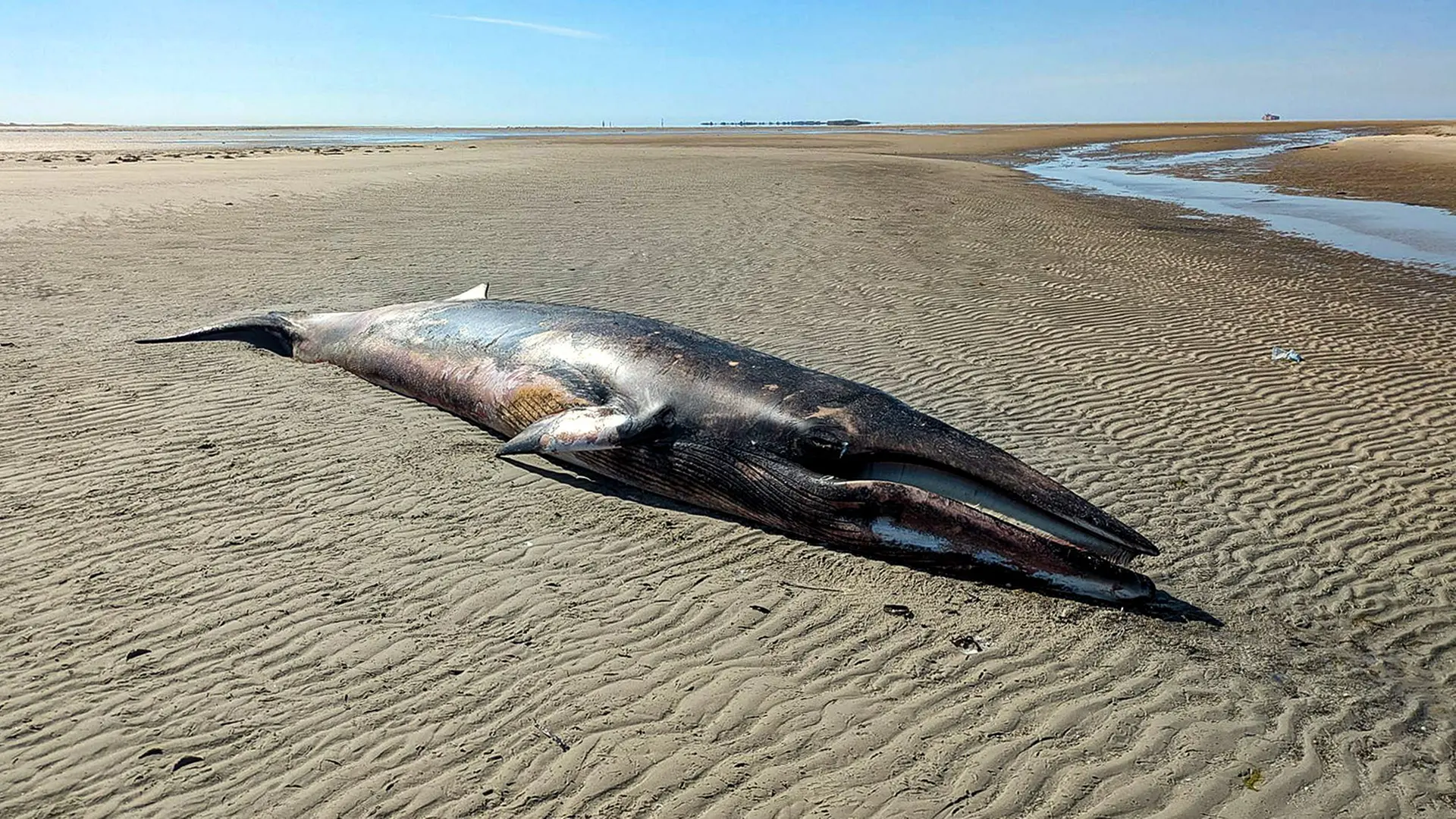 Minsener Oog: Erneut Wal auf der Insel angespült | ndr.de