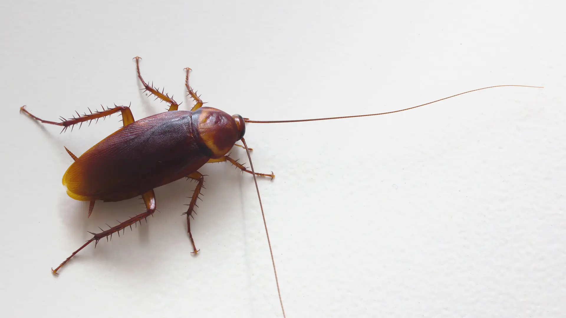 Mikayla campos erome i inquired with the booker about