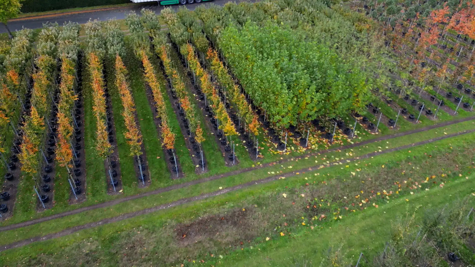 Weniger Baumschulen in SH - aber mehr Fläche pro Betrieb | ndr.de