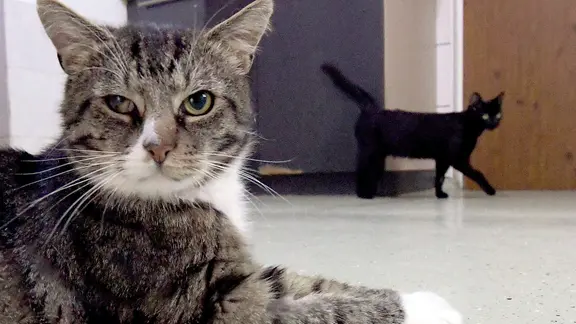 Überfülltes Tierheim in Rendsburg: Besuch nur mit Anmeldung | ndr.de