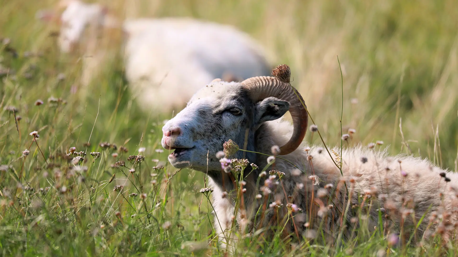 Schafe und Ziegen helfen bei Trockenheit auf Hiddensee | ndr.de