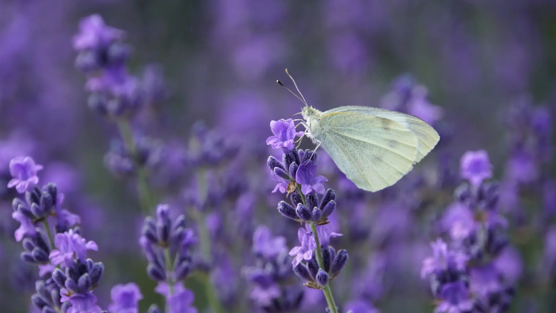 So vielfältig ist Lavendel | ndr.de