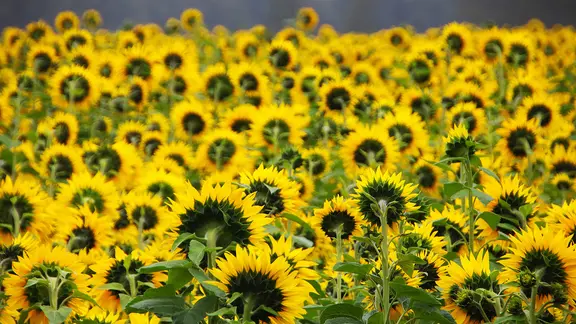 Ihre Wetterbilder im September | ndr.de