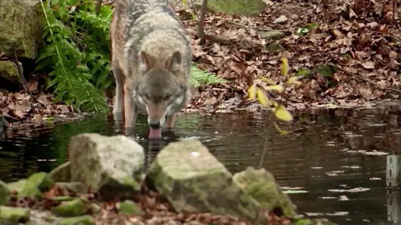 Vier Stunden schwimmen pro Tag - Sven Schwarz aus Hannover | ndr.de