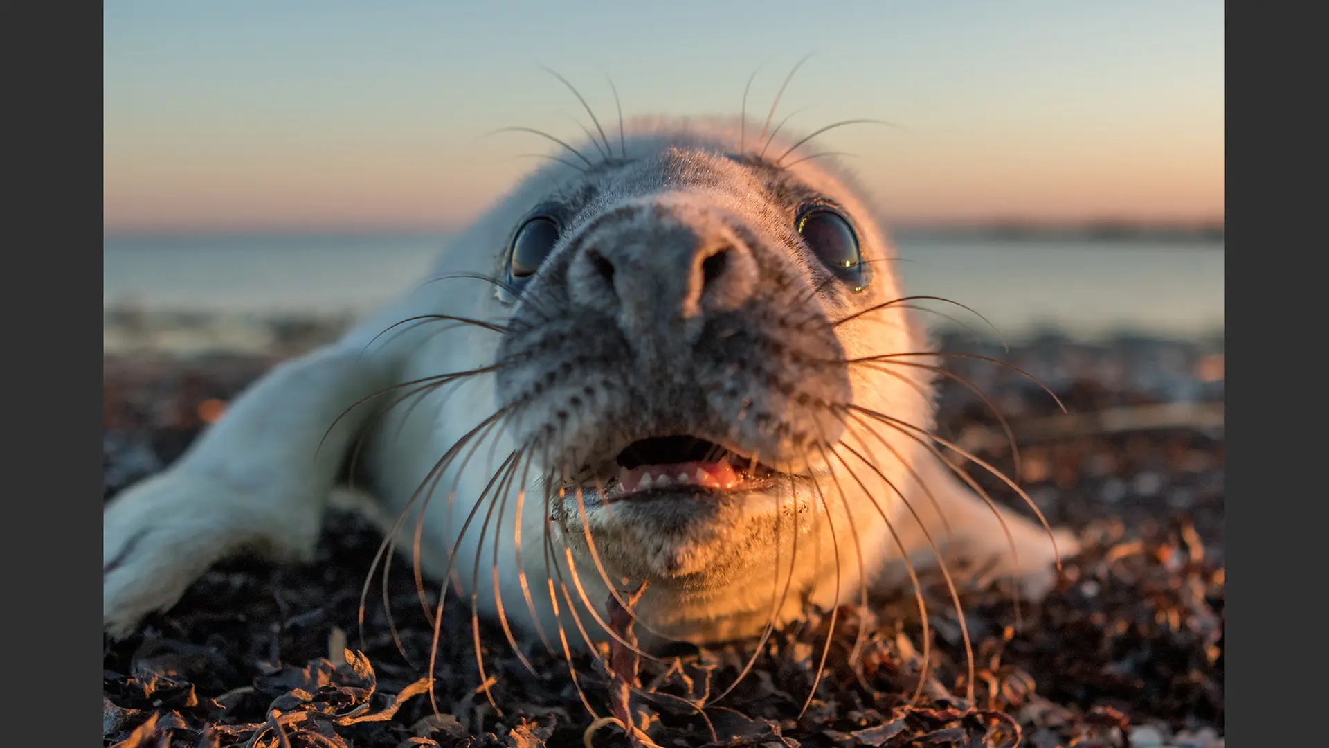 Eindrücke aus dem Fotoband: "Unsere Meere. Nord- und Ostsee" | ndr.de