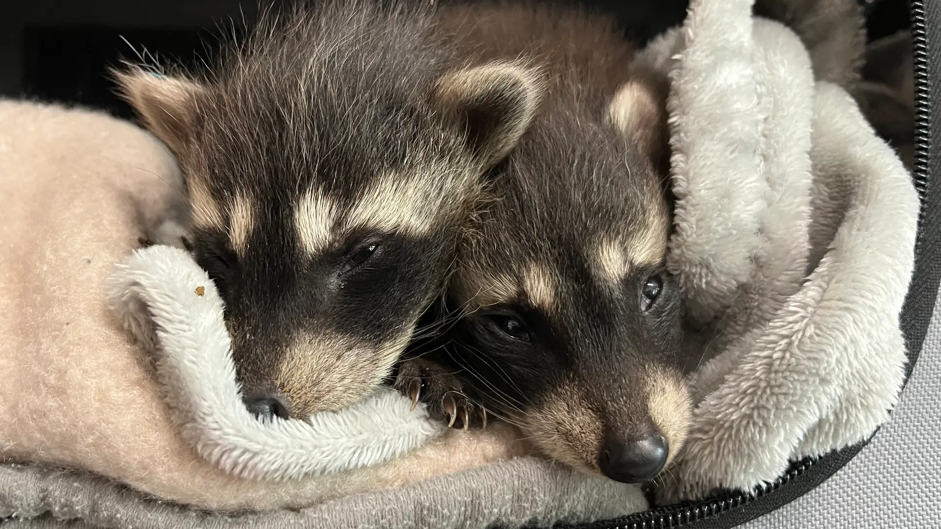 BINGO! - Die Umweltlotterie | ndr.de