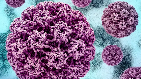Feigwarzen: Ansteckung, Symptome und Behandlung | ndr.de