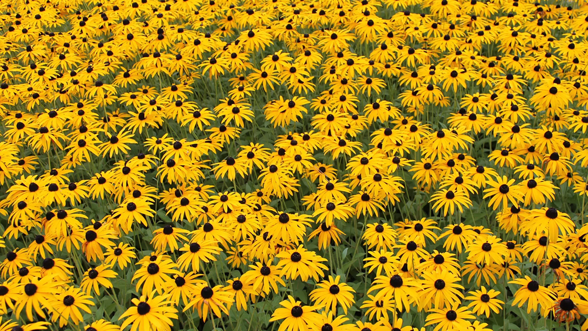 Rostock: Botanischer Garten veröffentlicht Saatgutkatalog | ndr.de