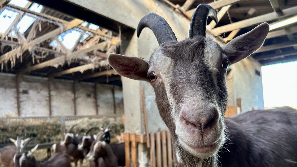 Regional, ökologisch, ausgezeichnet: Bester Bio-Hof kommt aus Bausen ...