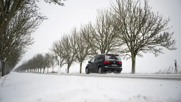 Wintervögel | ndr.de