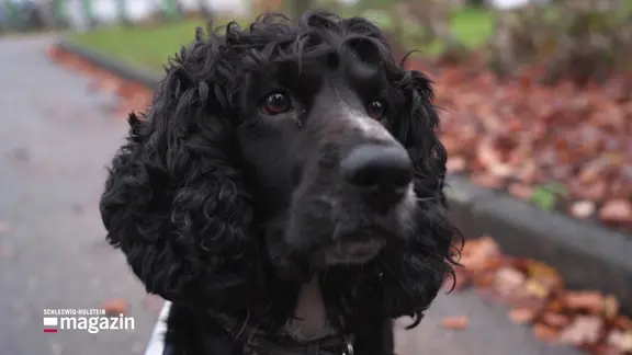 Sylt: Marschbahn-Probleme für Pendler spitzen sich weiter zu | ndr.de
