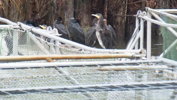 Geschützt und verhasst: Wie weiter mit dem Kormoran? | ndr.de