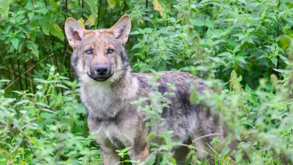 DNA-Analyse bestätigt: Pferd wurde in Kutenholz von Wolf getötet | ndr.de