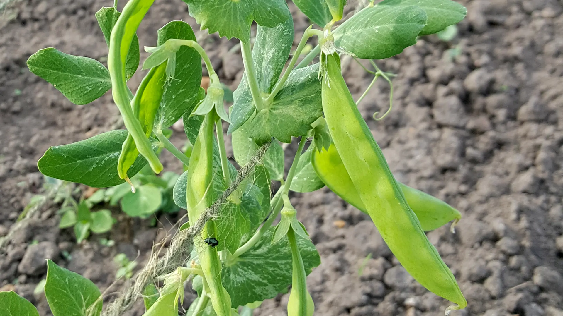 Erbsen pflanzen: Viele Sorten, einfacher Anbau | ndr.de