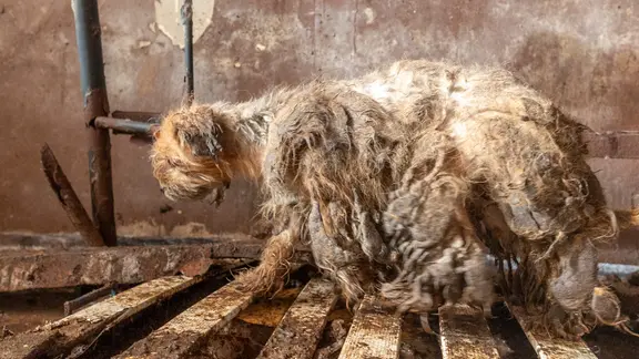 Landkreis Osnabrück: Veterinärdienst findet 17 vernachlässigte Hunde ...