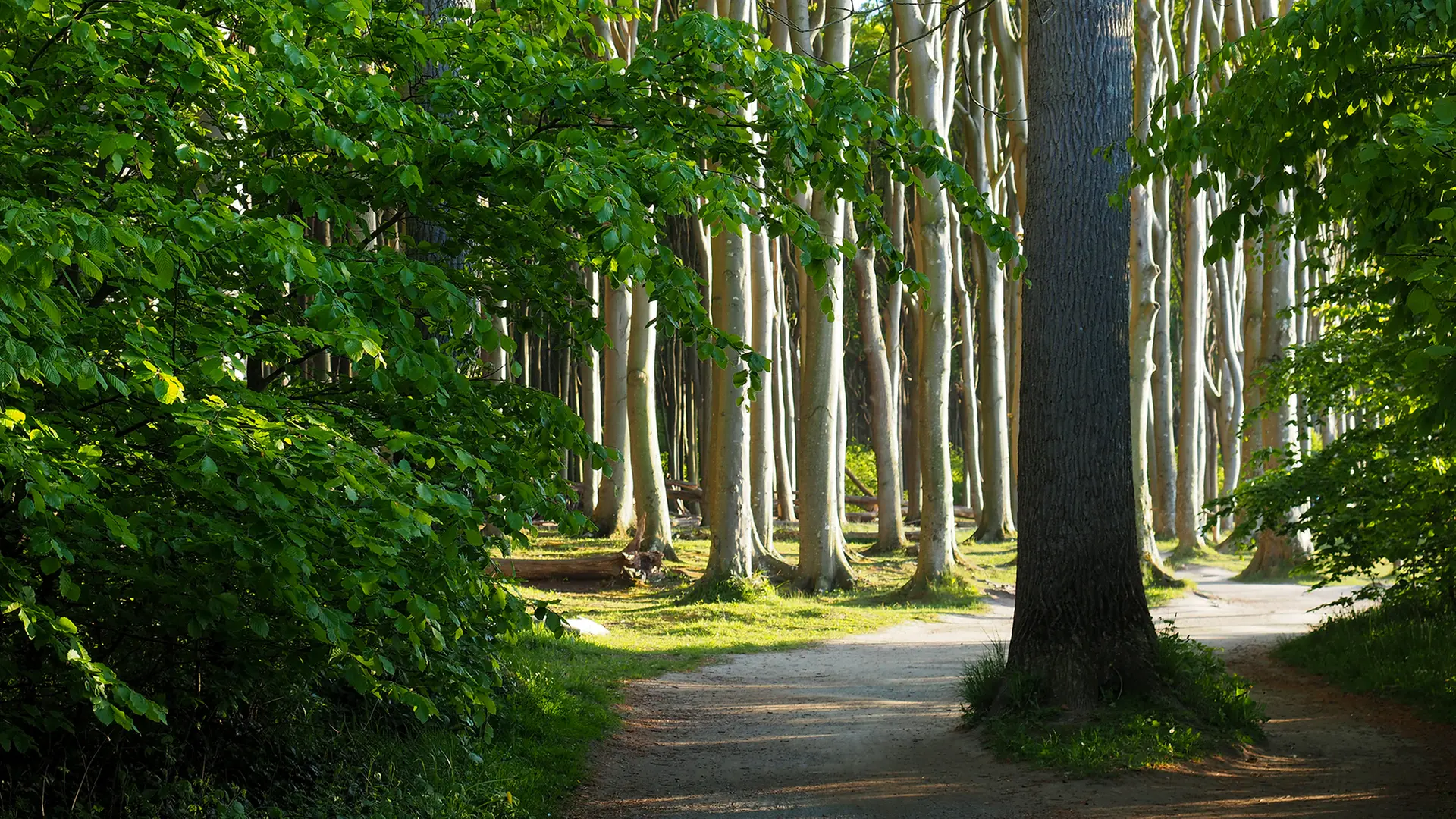 Wälder in Norddeutschland entdecken | ndr.de