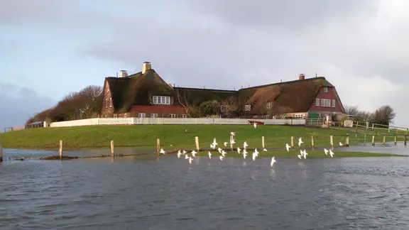 Die Familie von Hallig Süderoog | ndr.de