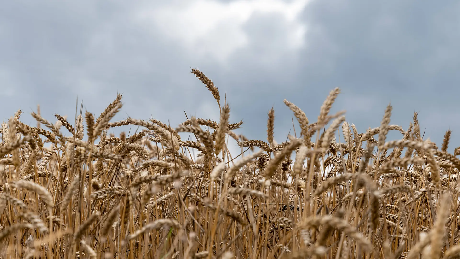 Erntebilanz in Schleswig-Holstein: Landwirte melden hohe Erträge | ndr.de
