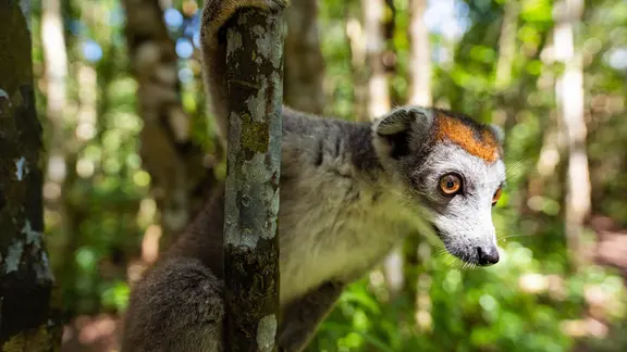 Wildtiere | ndr.de