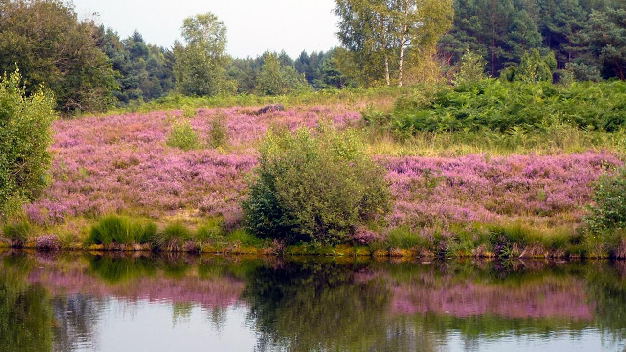 Wie schön blüht die Lüneburger Heide? Heideblüten-Barometer startet ...