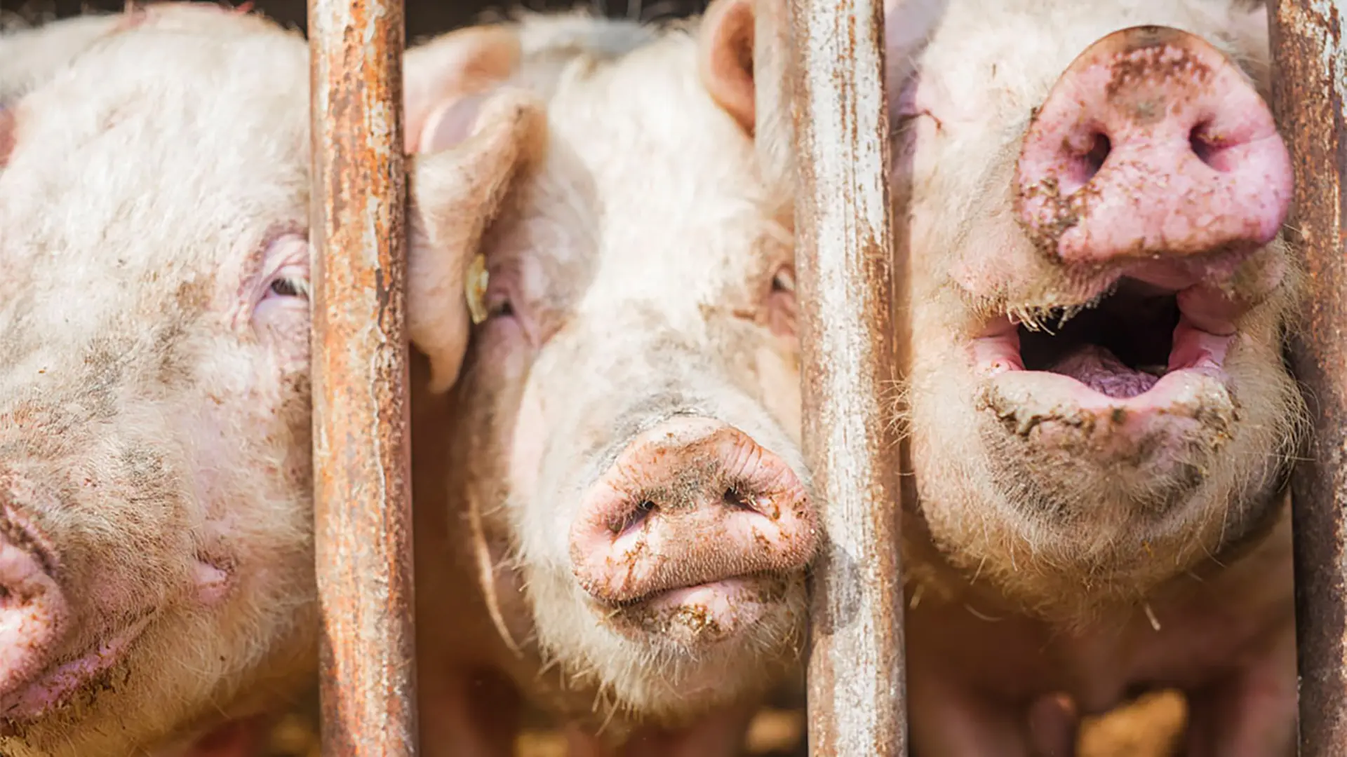 Ceres Award: Landwirt aus Dithmarschen geht leer aus | ndr.de