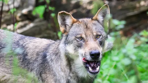 Der Wolf als Nachbar: Wie geht ein friedliches Zusammenleben? | ndr.de