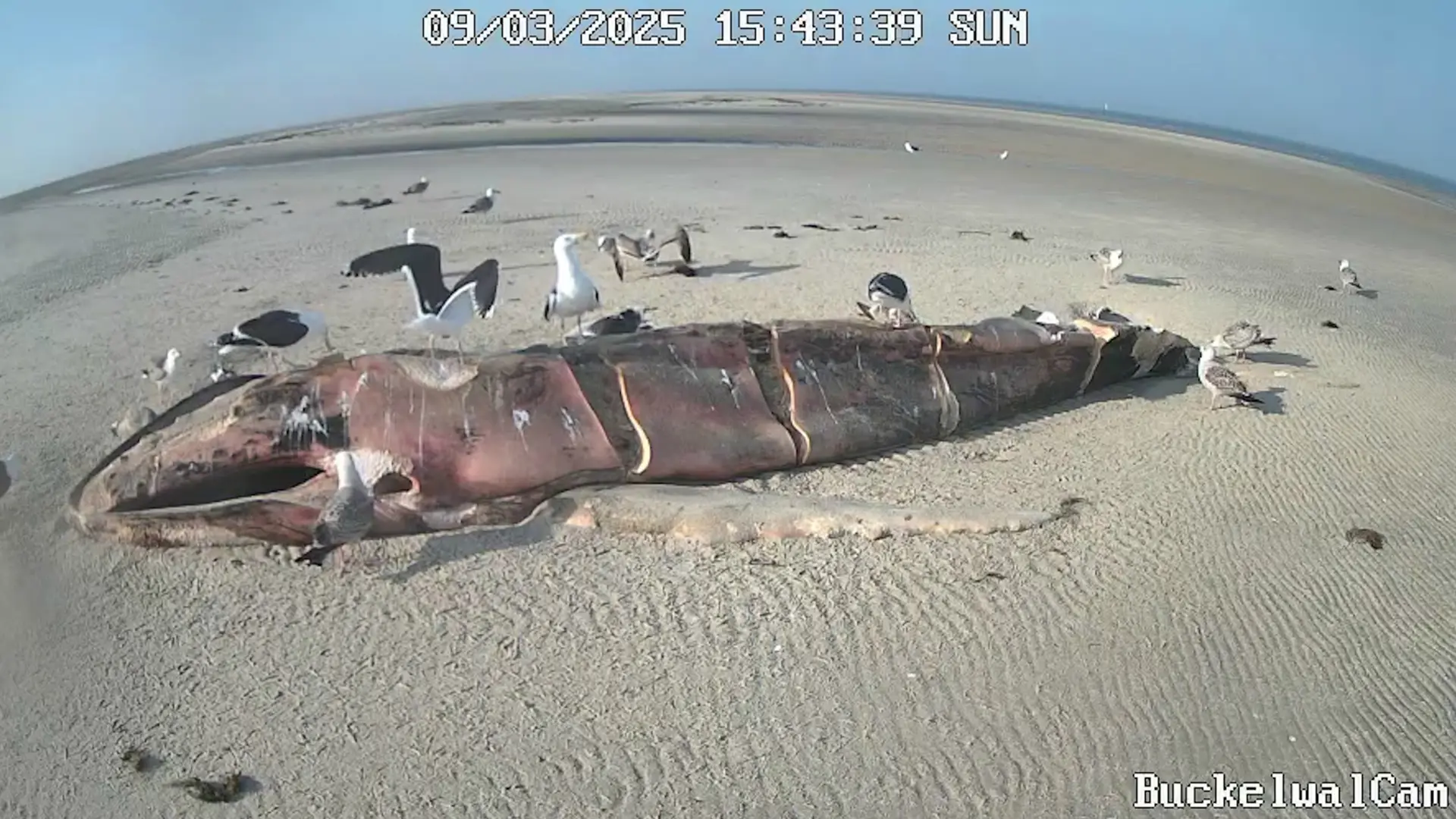 Minsener Oog: Gestrandeter Buckelwal wurde zum Forschungsprojekt | ndr.de