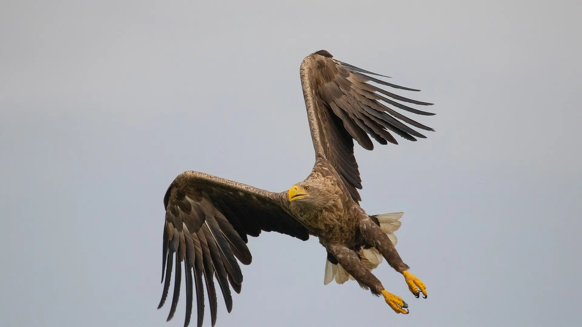 Zeugen gesucht: Nistplatz von Seeadlern auf Sylt zerstört | ndr.de