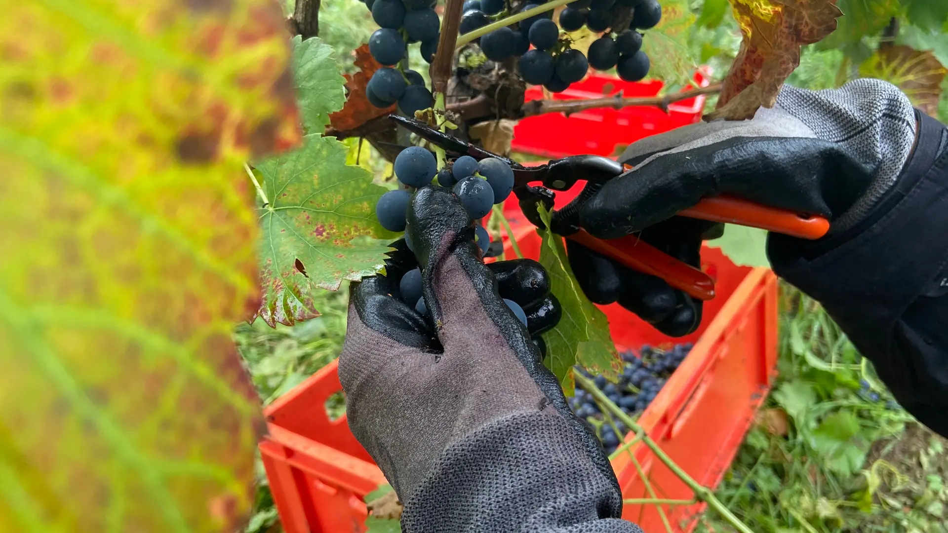 Wein aus Bad Iburg: Ernte läuft auf Hochtouren | ndr.de