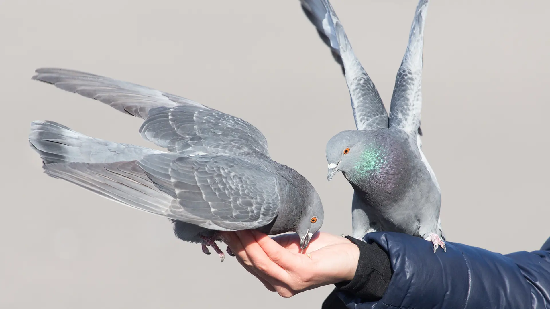 Lüneburg: Illegal Tauben gefüttert? Tierschützerin vor Gericht | ndr.de