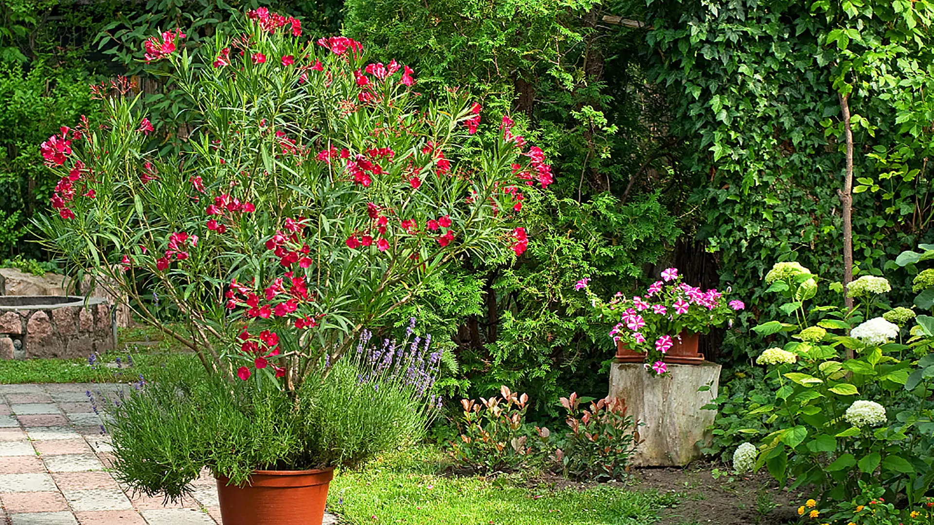 Oleander vermehren | ndr.de