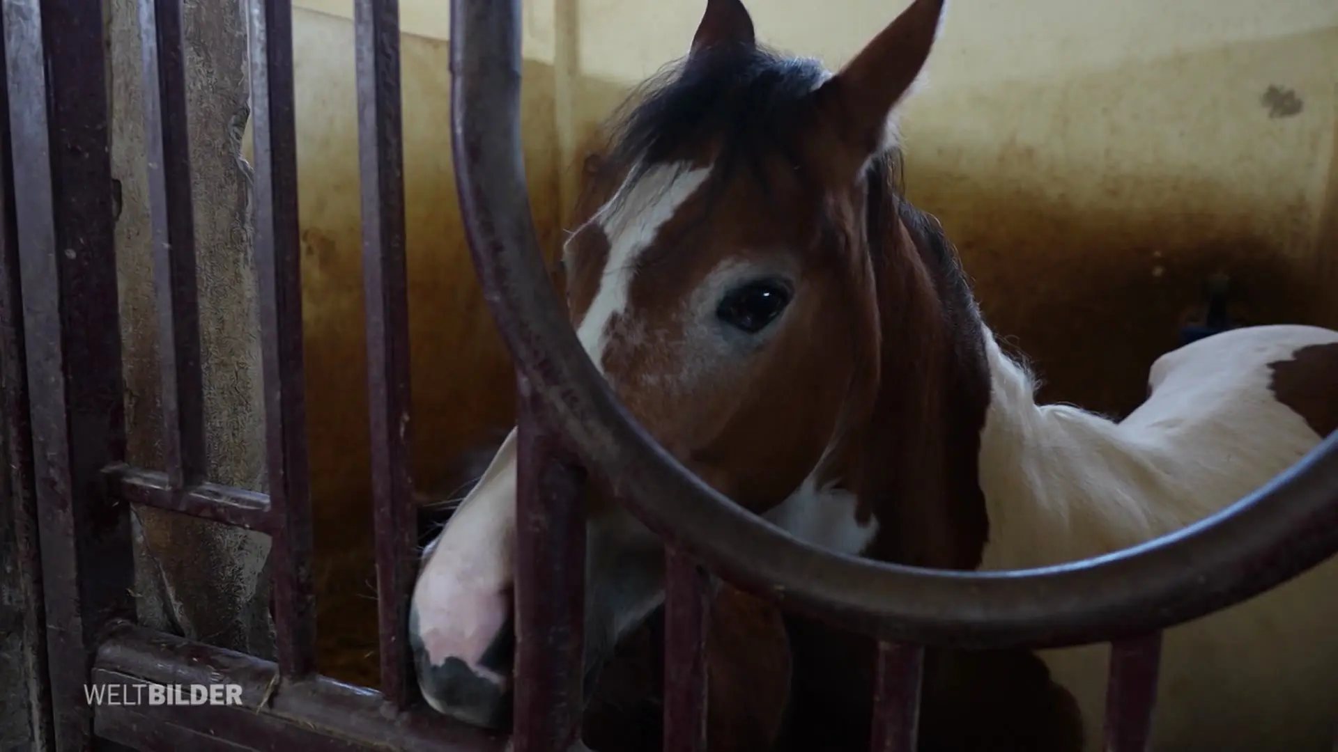 Syrien: Rückkehr der Araberpferde | ndr.de