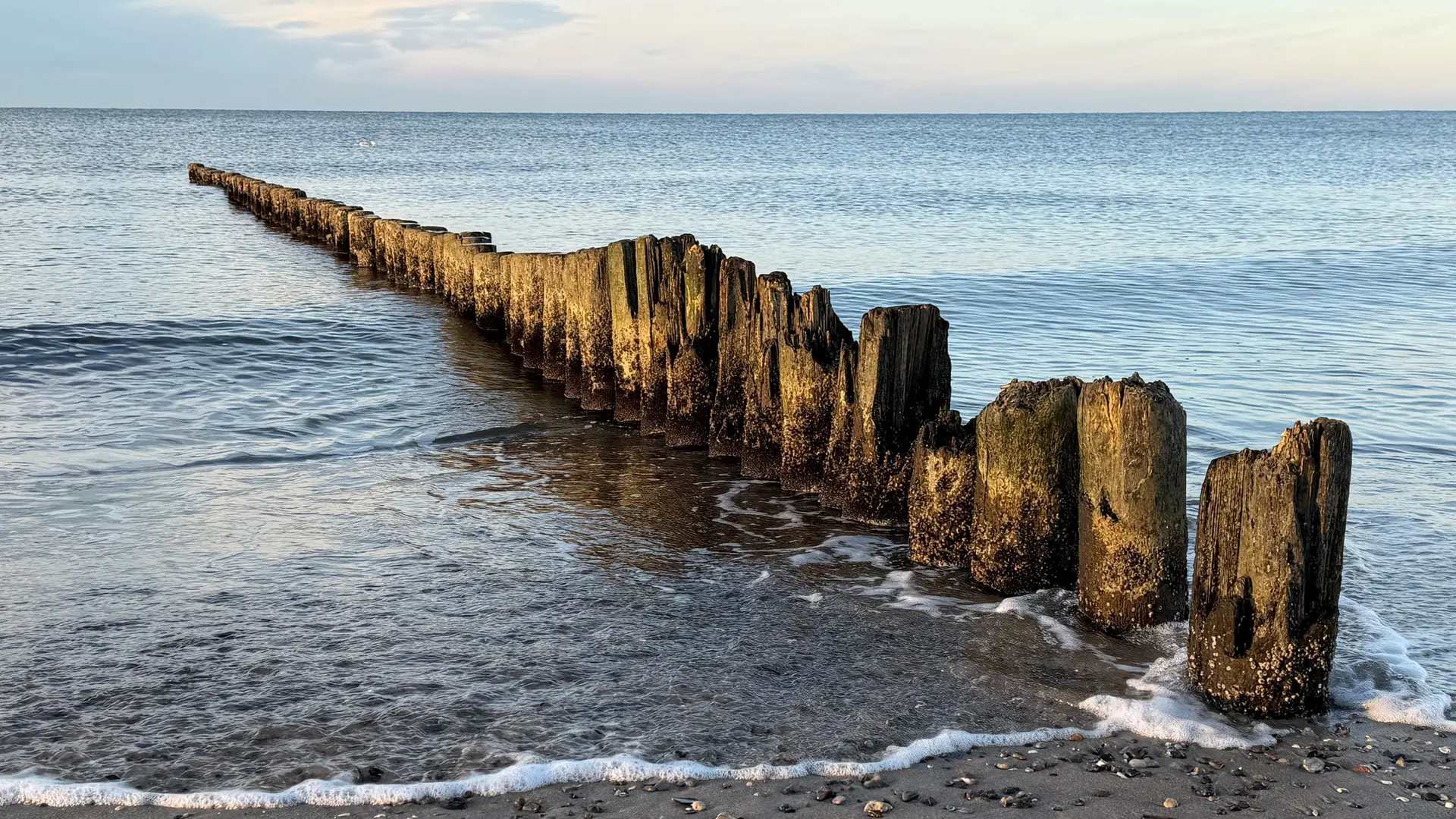 Hohe Düne und Graal-Müritz: Muscheln zerfressen Holzpfähle | ndr.de