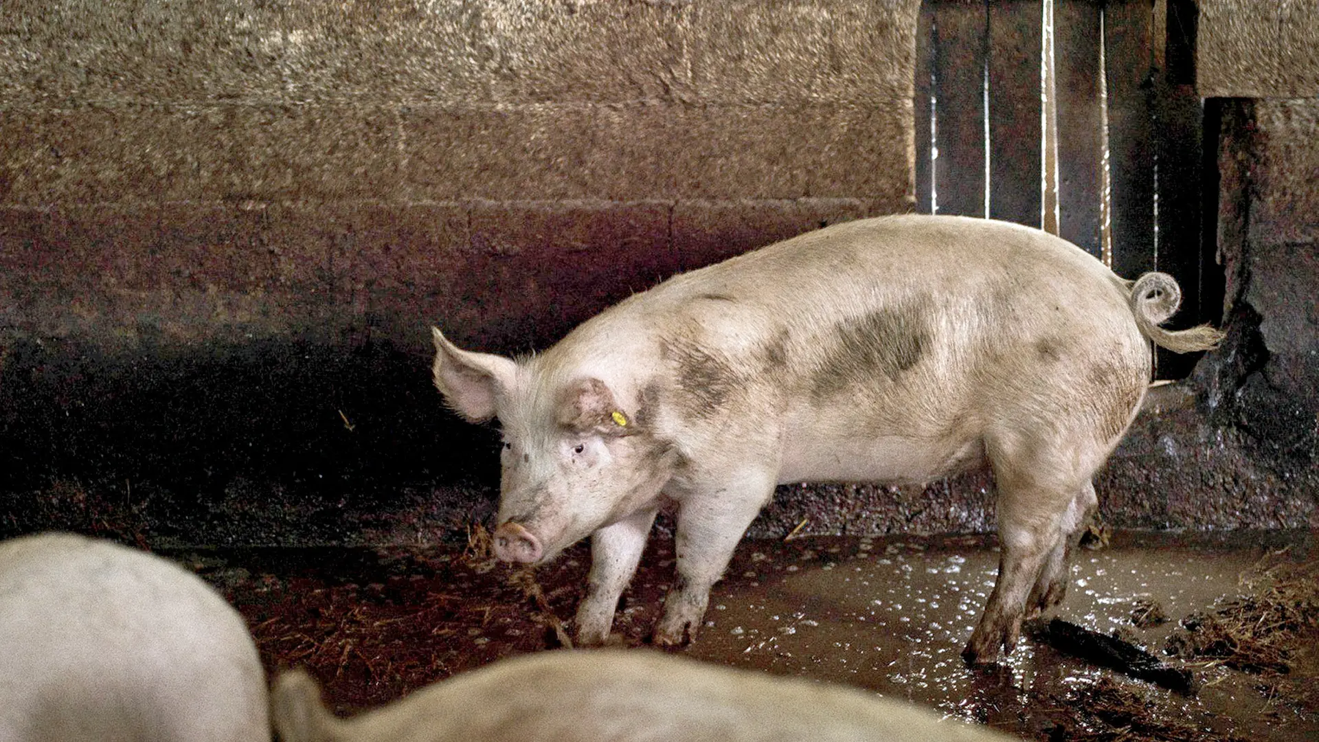 Wir und das Tier - ein Schlachthausmelodram | ndr.de