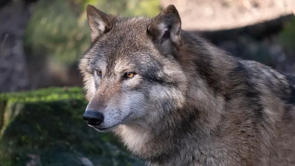 DNA-Analyse bestätigt: Pferd wurde in Kutenholz von Wolf getötet | ndr.de