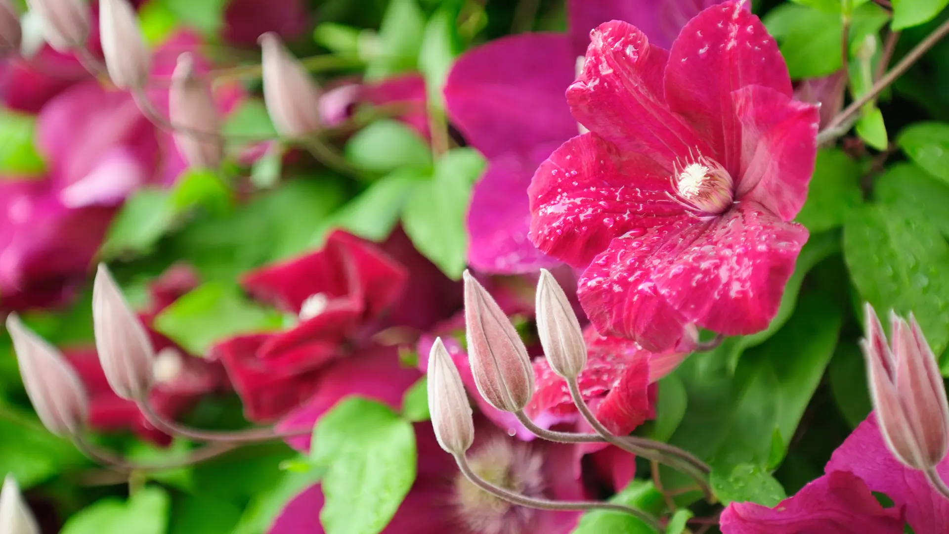 Clematis schneiden: Für welche ist ein Rückschnitt nötig? | ndr.de