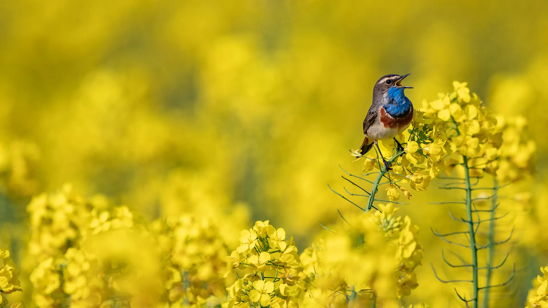 Der Raps blüht in SH: Landwirte hoffen auf besonders gute Ernte | ndr.de