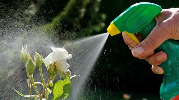 Rosenrost erkennen und bekämpfen | ndr.de