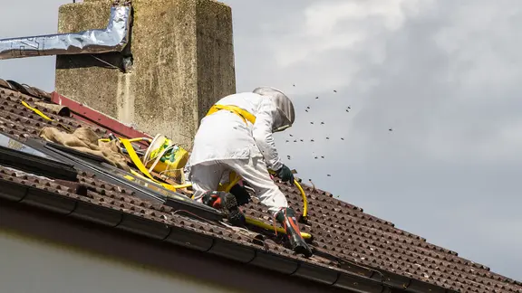 Ratten im Garten: So lassen sich die Nager vertreiben | ndr.de