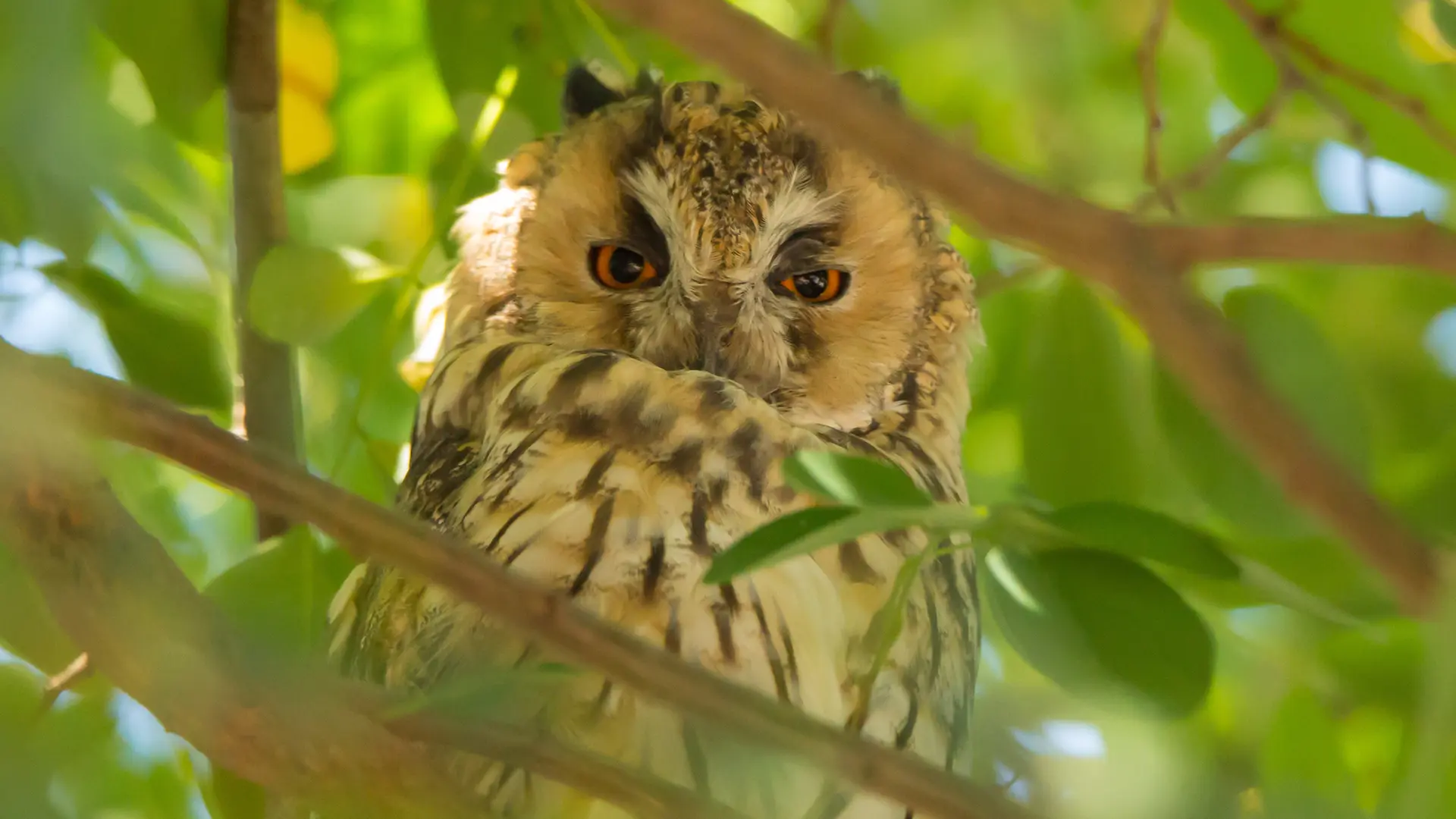 "Vogel des Jahres" 2026: Jetzt abstimmen | ndr.de